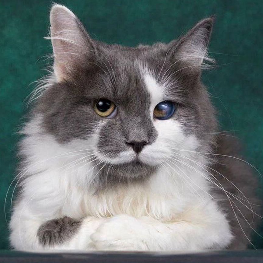 Взрослый кот в добрые руки