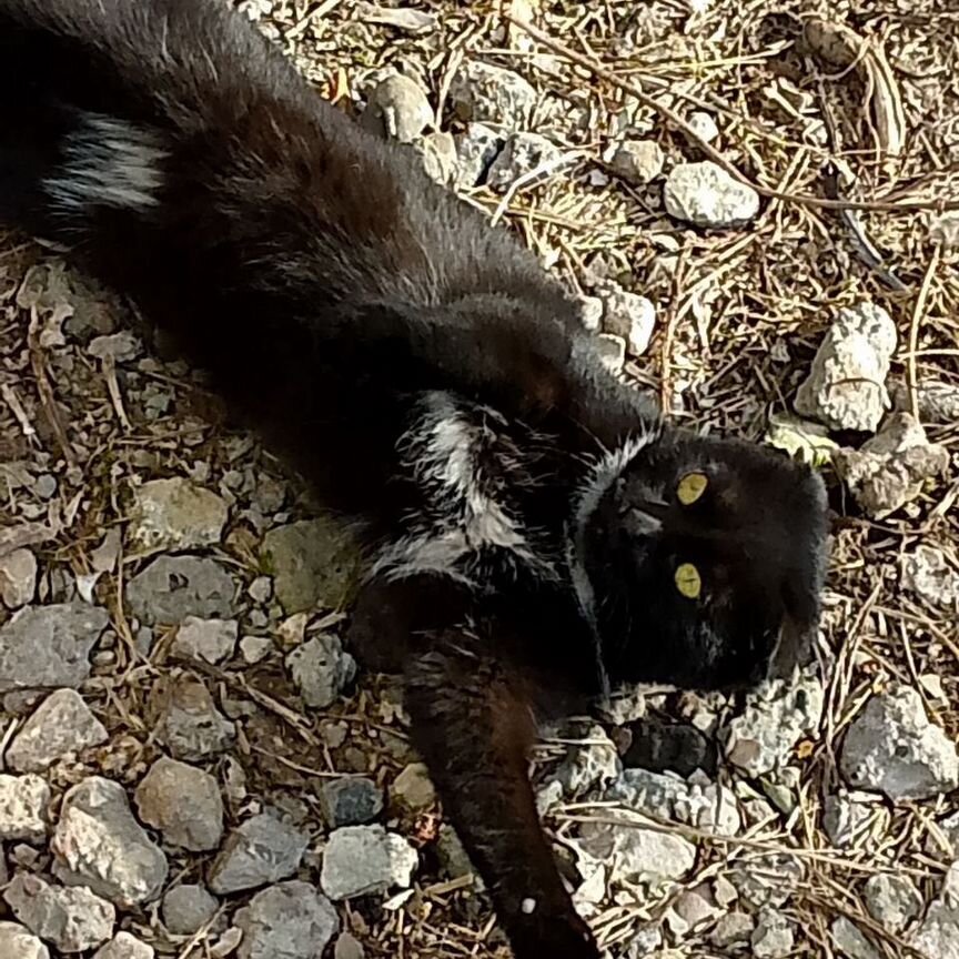 Кошка вислоухая