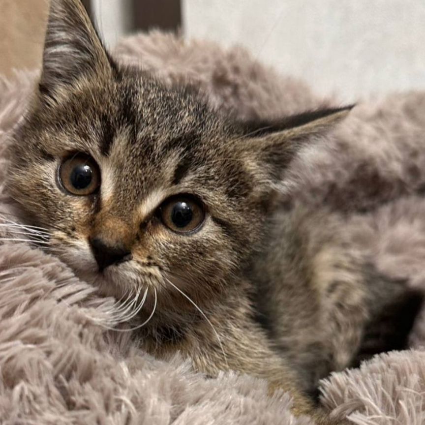 Котёнок девочка в добрые руки