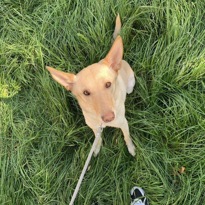 Собака в добрые руки (с финансовой поддержкой)