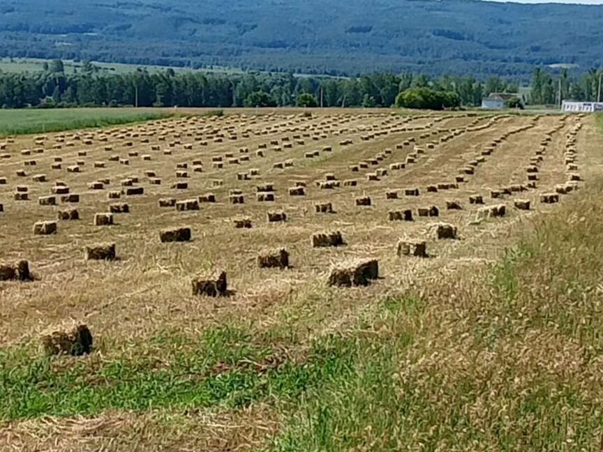 Сено,зерно ячмень, доставка