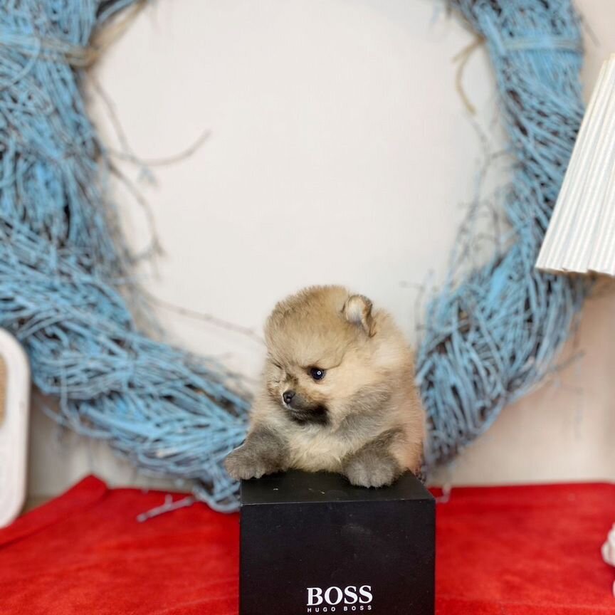 Померанский шпиц мини мишка