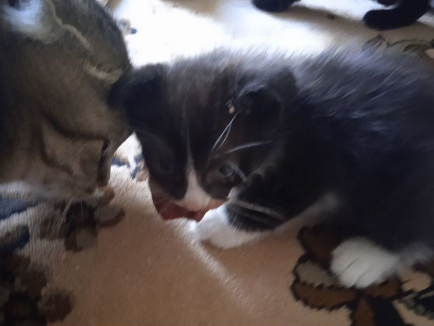 Котята