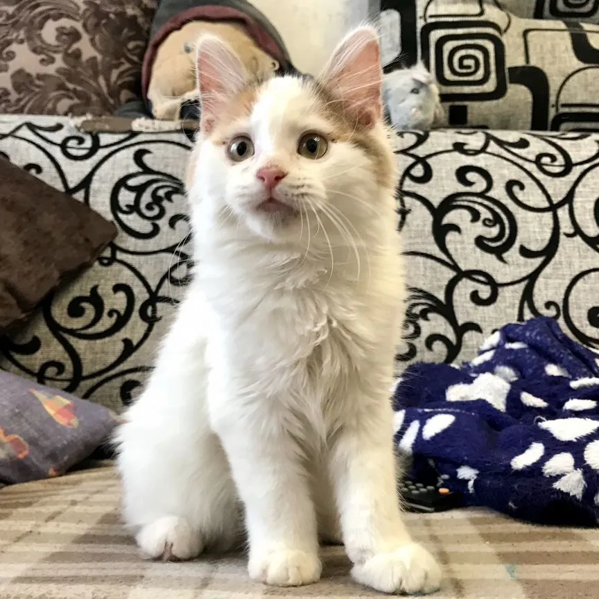 Котенок девочка