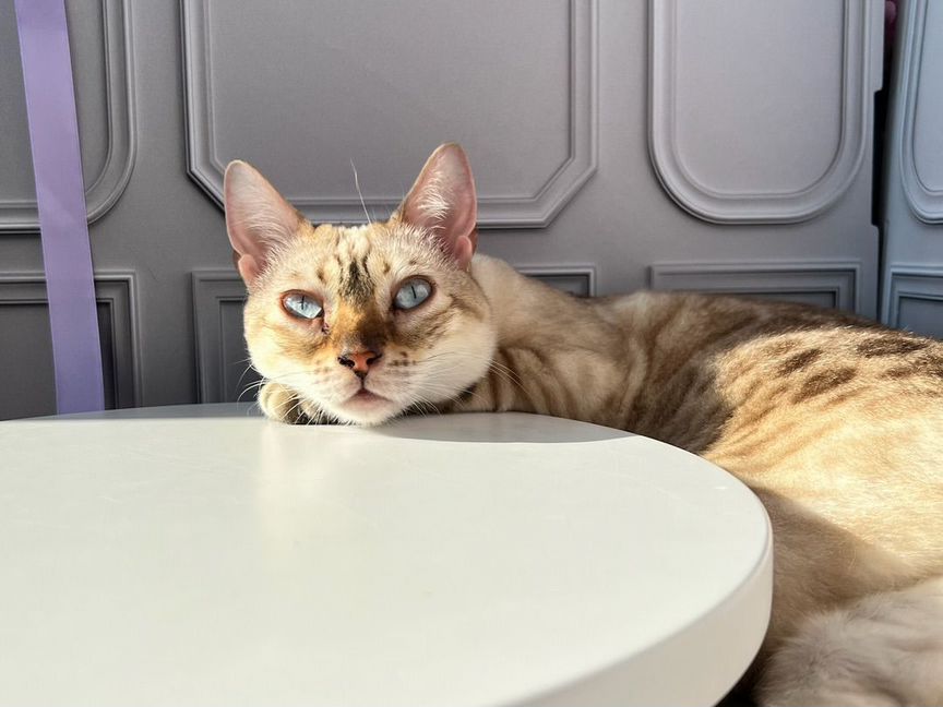 Бенгальская кошка