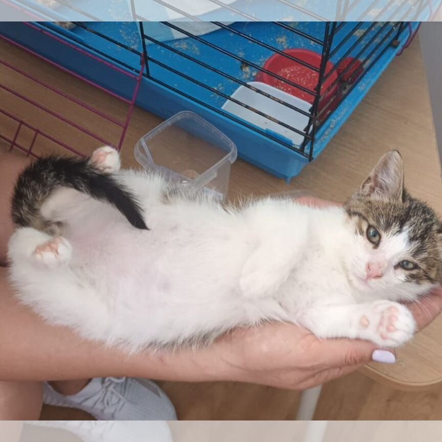 Котёнок очень нежный