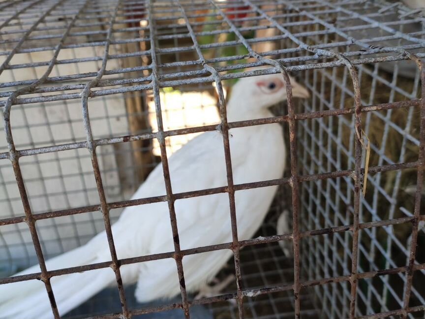 Фазан охотничий белый