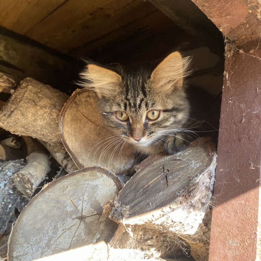 Котёнок в добрые руки