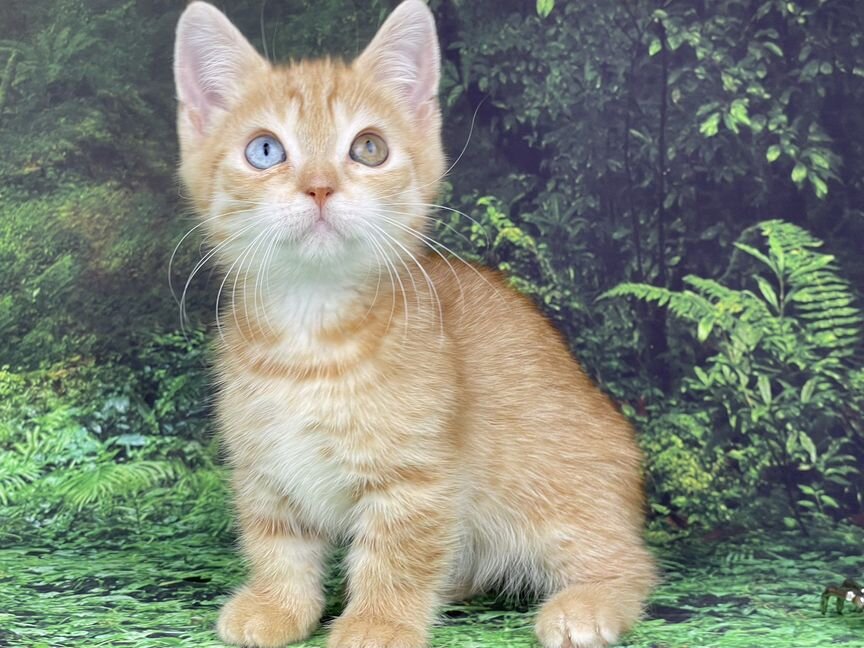 Красивый котик