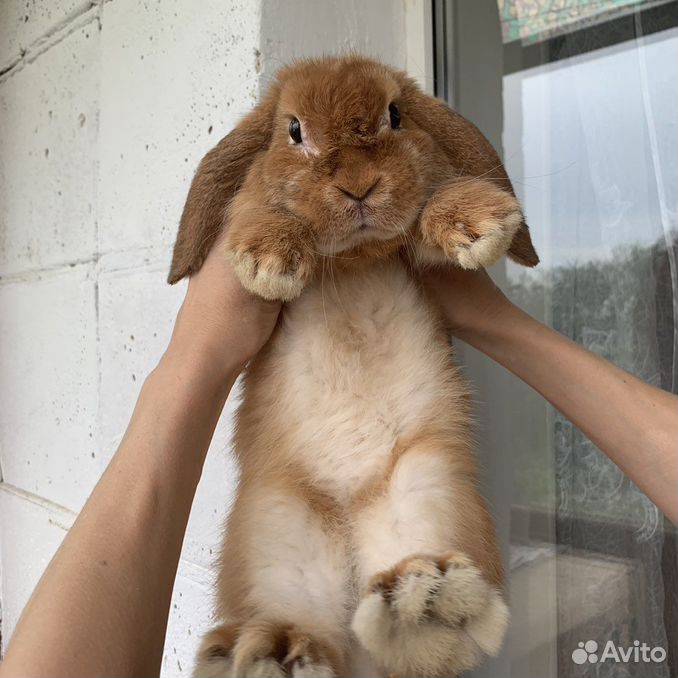 Кролик «карликовый баран» с клеткой и паспортом