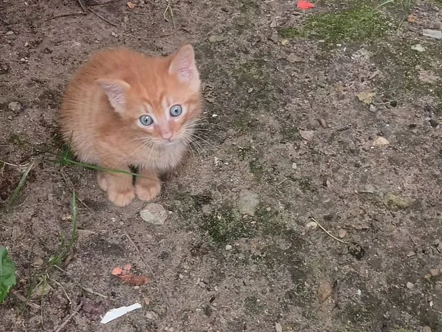 Рыжий котенок мальчик