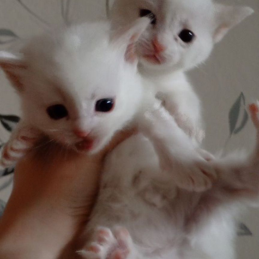 Отдам в добрые руки котят