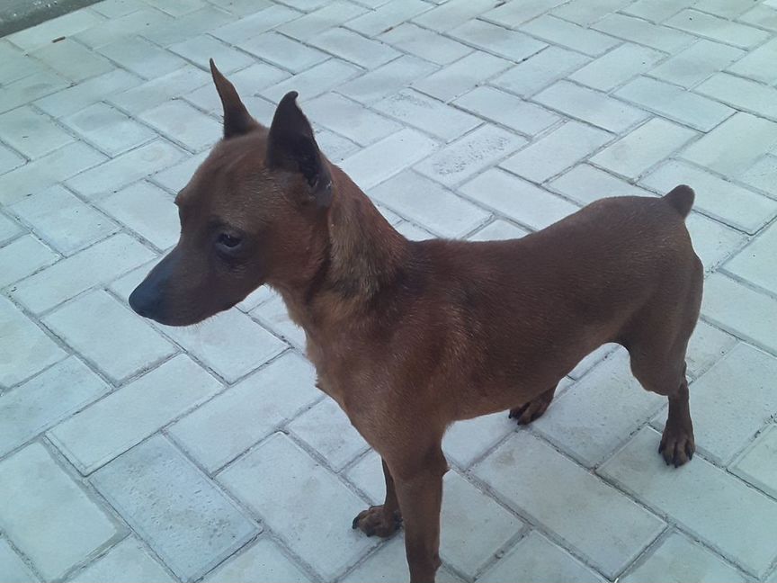 Отдам бесплатно собаку цверчпинчера