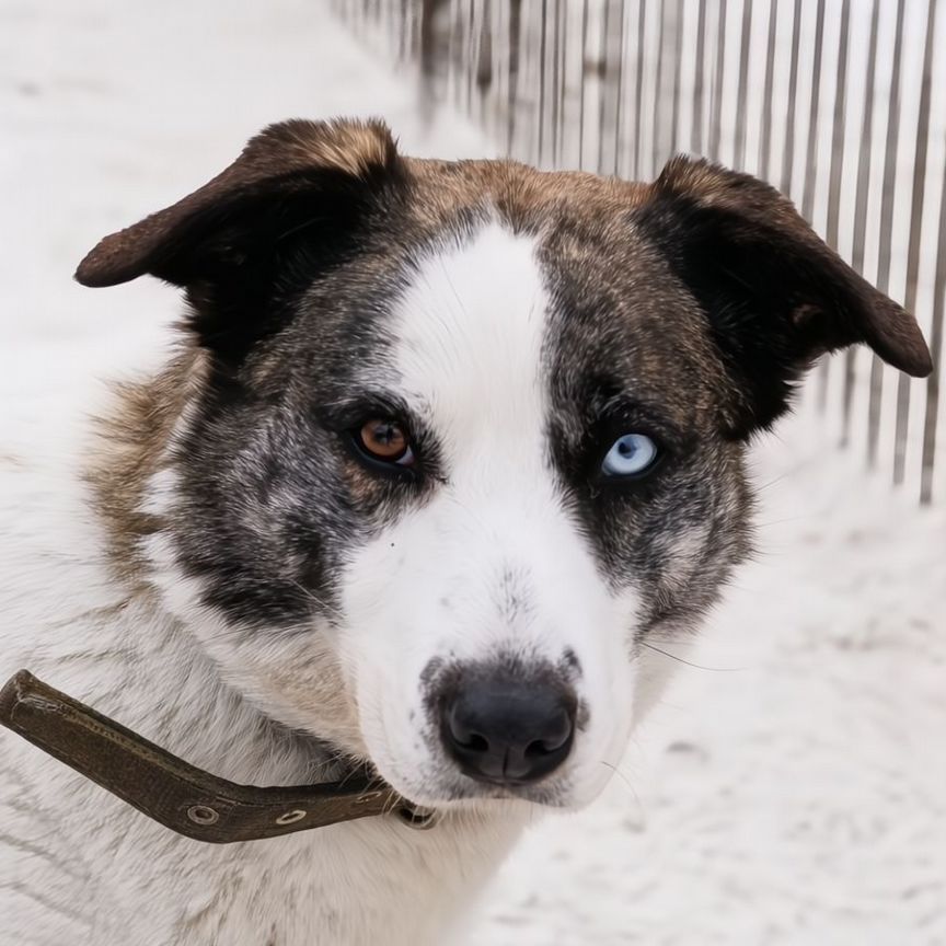 Взрослая собака в добрые руки