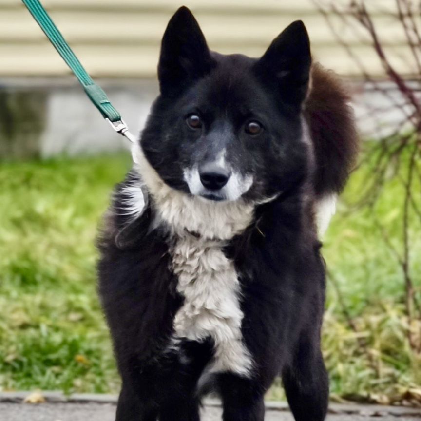 Русско-европейская лайка, взрослая собака