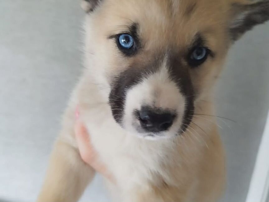 Красавчик хась