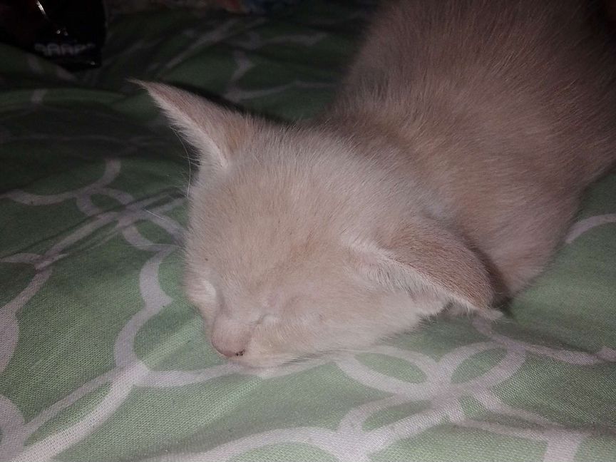 Кошка