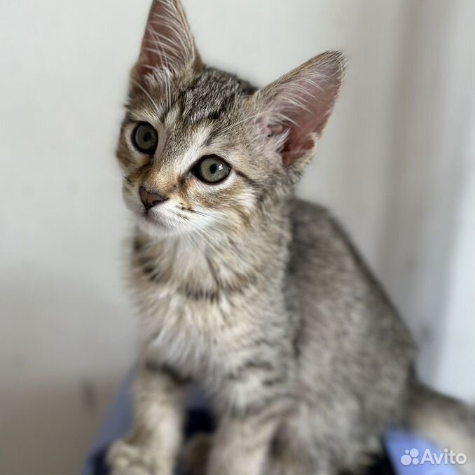 Малышка Ириска ищет дом