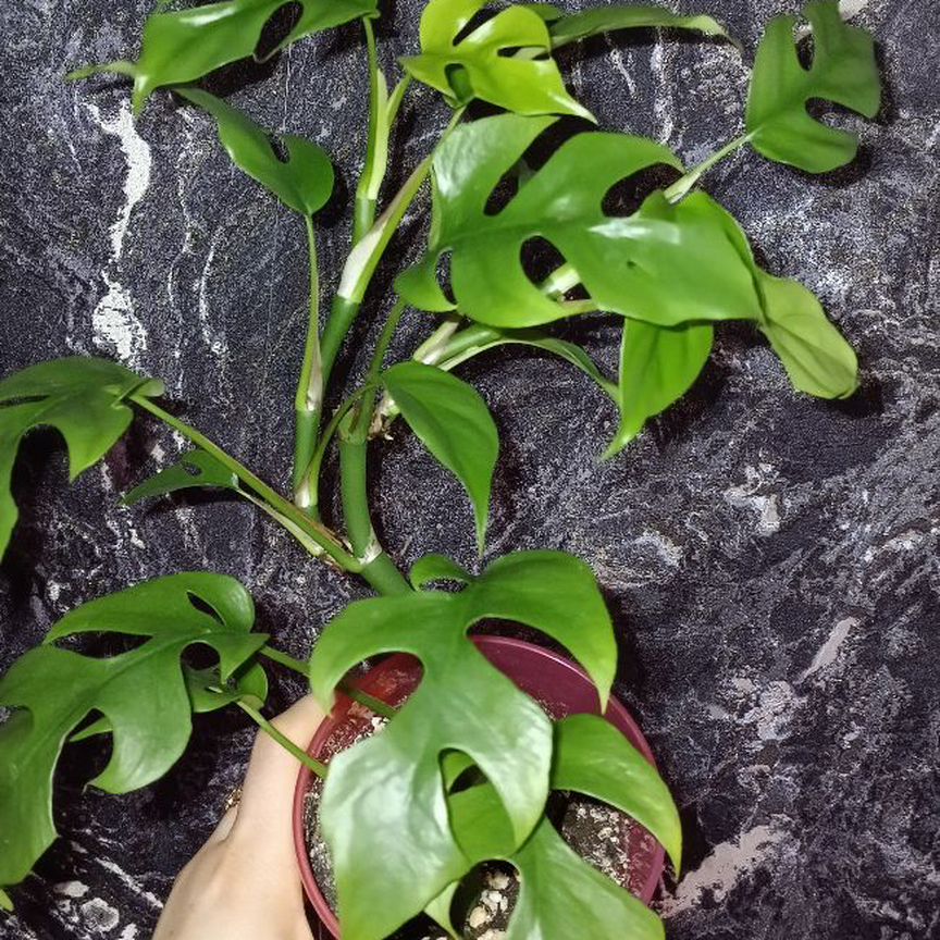 Монстера Рафидофора тетрасперма