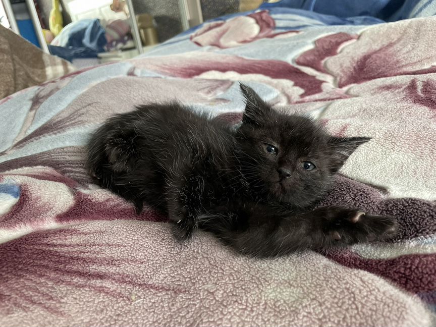 Черный мальчик красавец 1.5 мес в дар