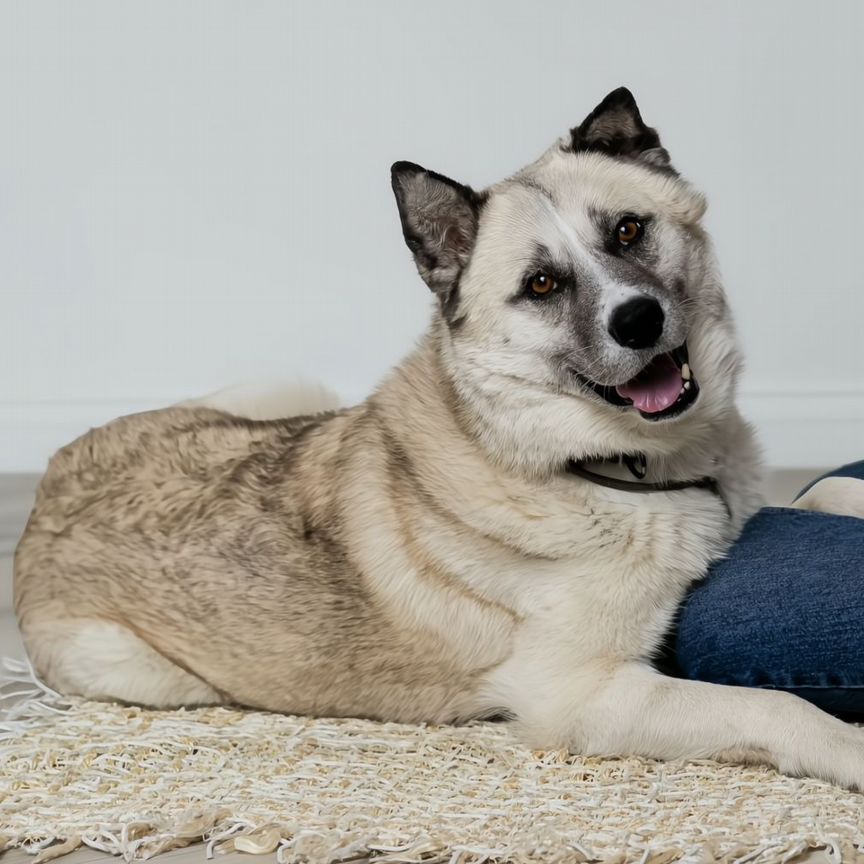 Взрослый пёс в добрые руки