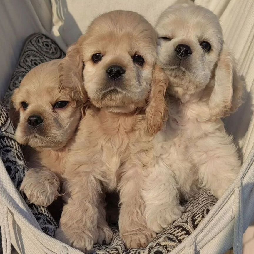 Американский кокер-спаниель