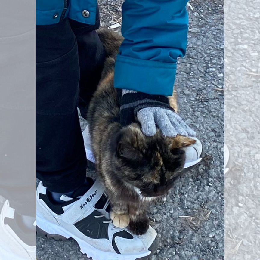 Кошка мышеловка в добрые руки