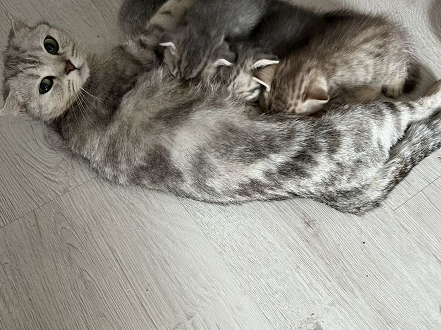 Шотландские котята