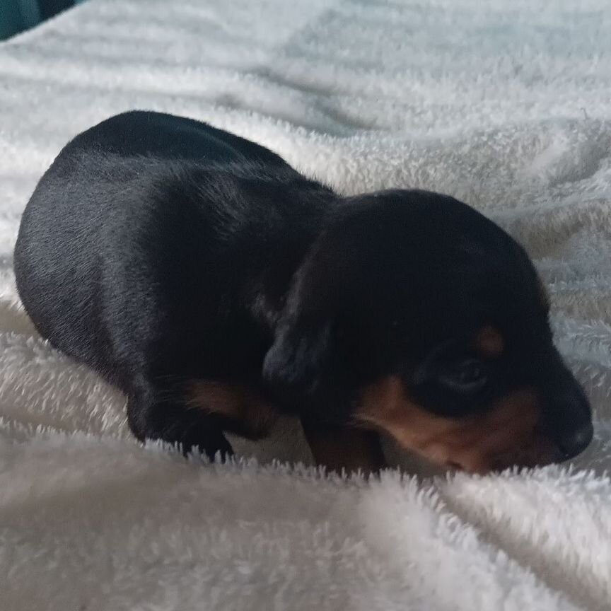 Цвергпинчер, щенок