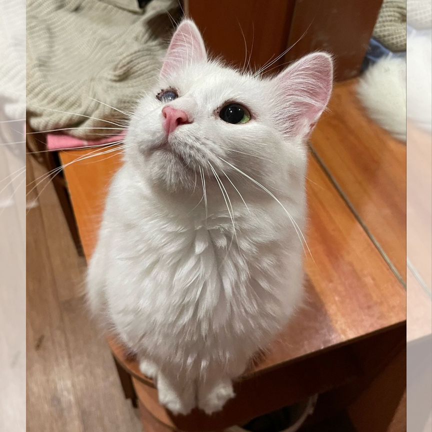 Инь котик ждёт любящих хозяев