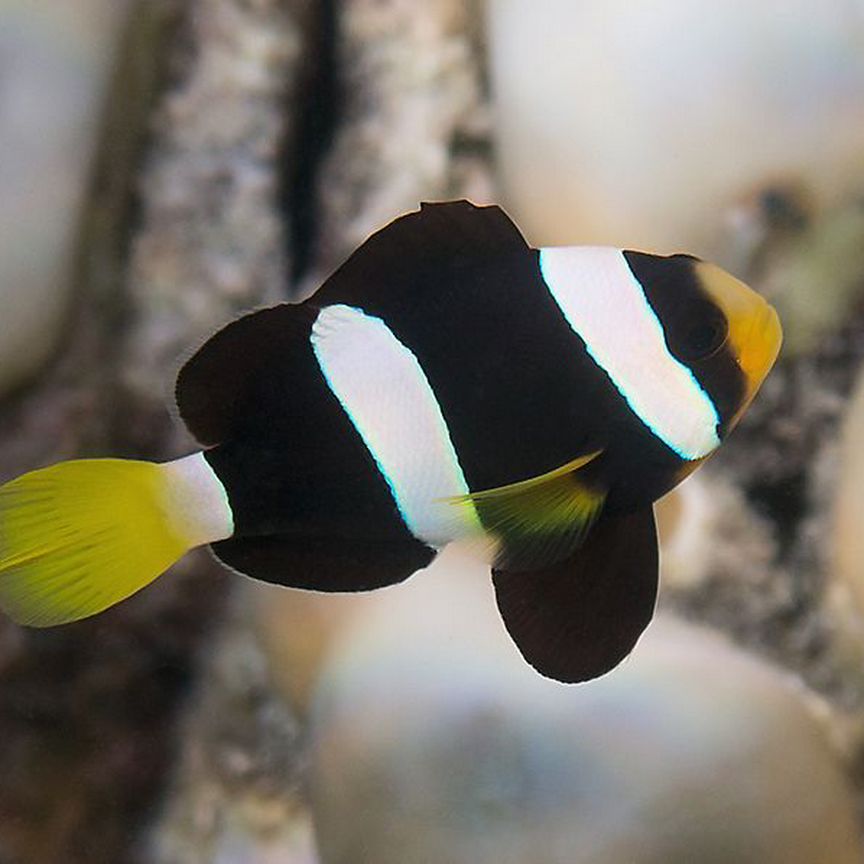 Рыба Клоун Кларка шоколадный m