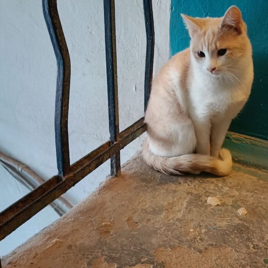 Котенок в добрые руки, очень ласковый, мальчик