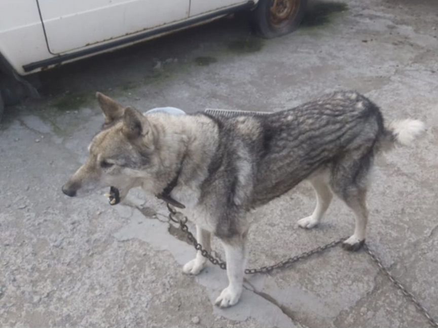 Лайка без глаза в беде