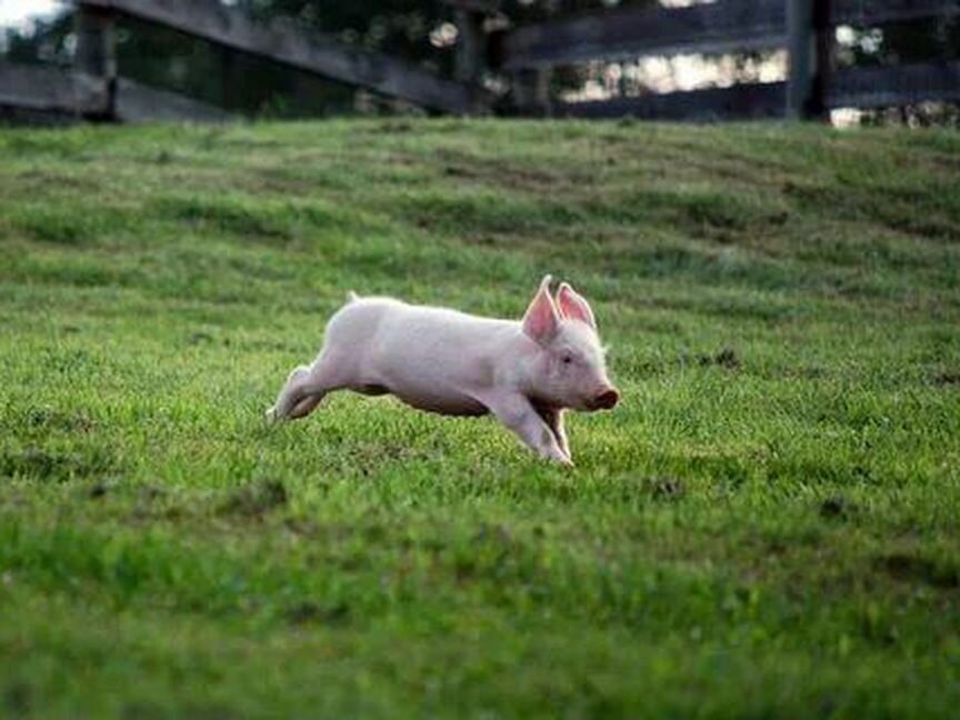 Семя хряка для разведения потомства