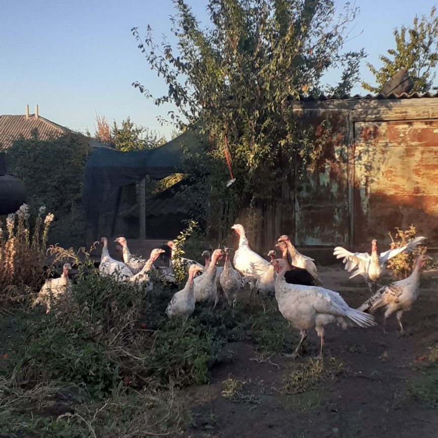 Индюки 4 мес