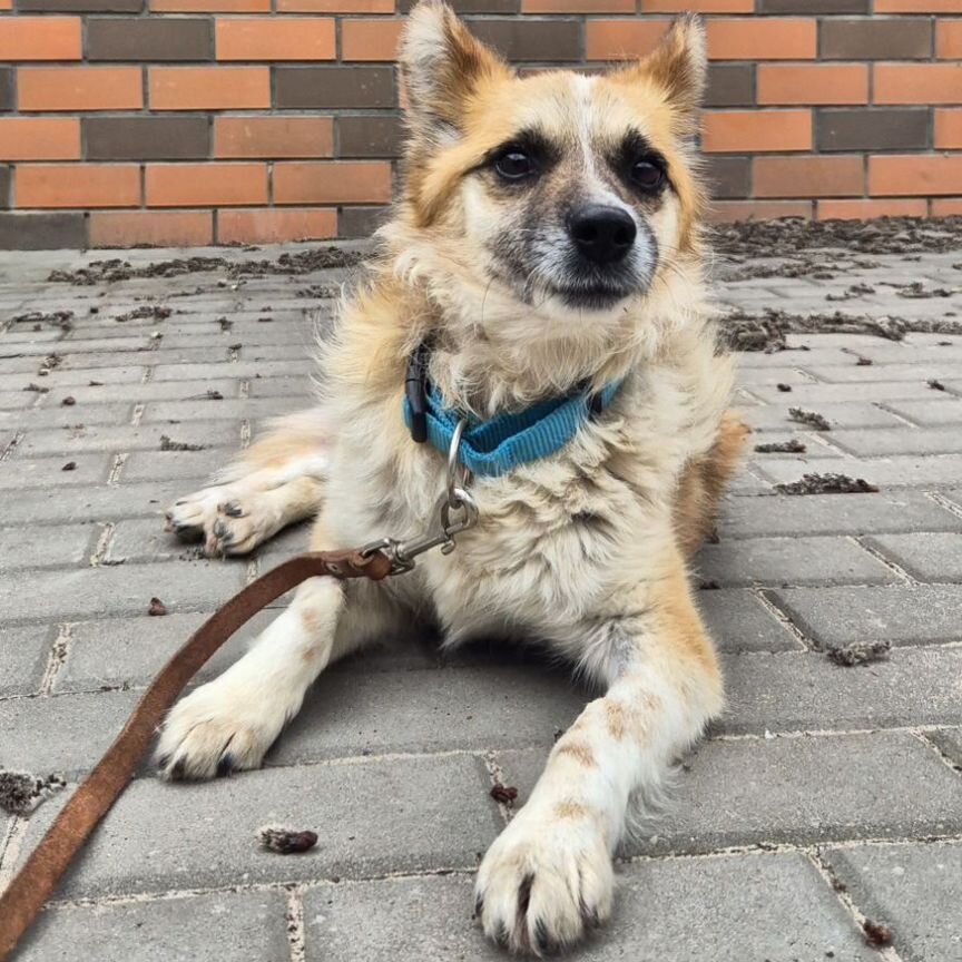 Взрослый пёс в добрые руки