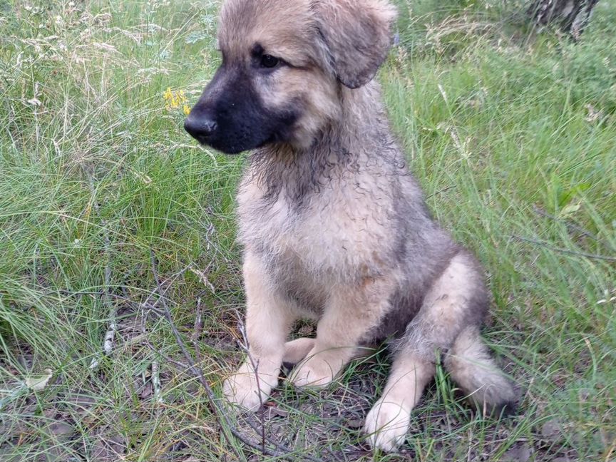 Собака в добрые руки 3 месяца