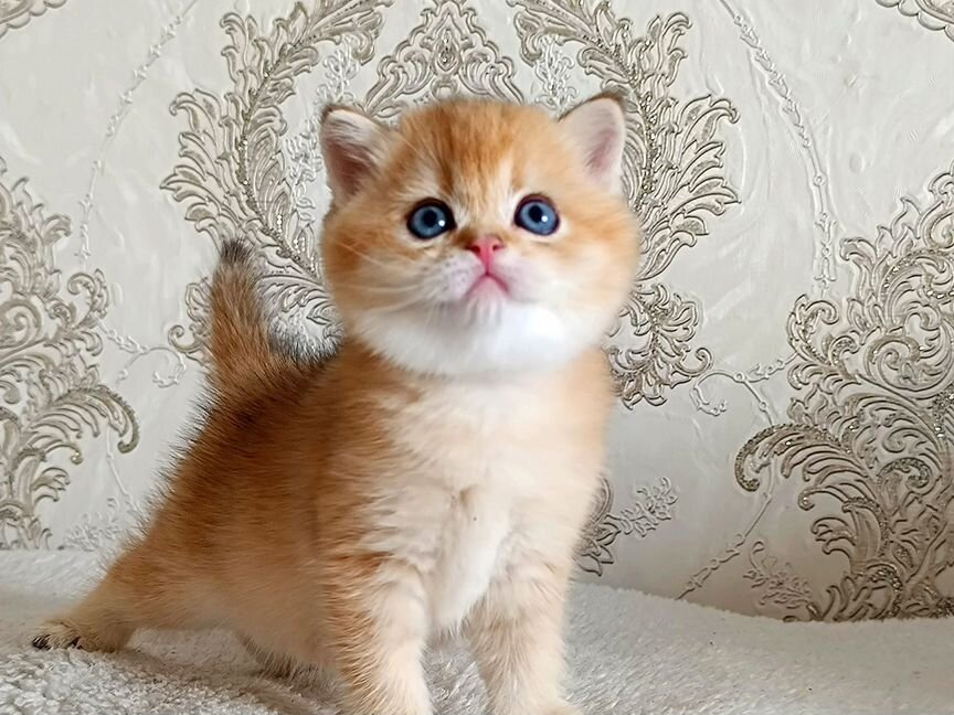 Мальчик SFS 71 ny11