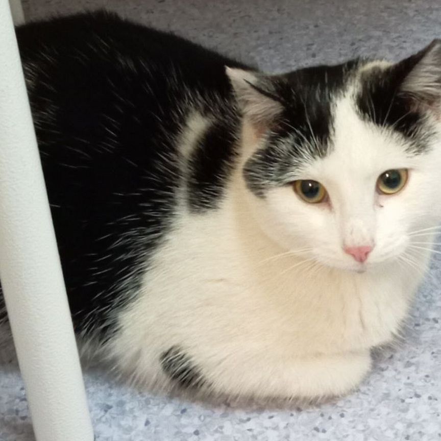 Взрослый кот в добрые руки