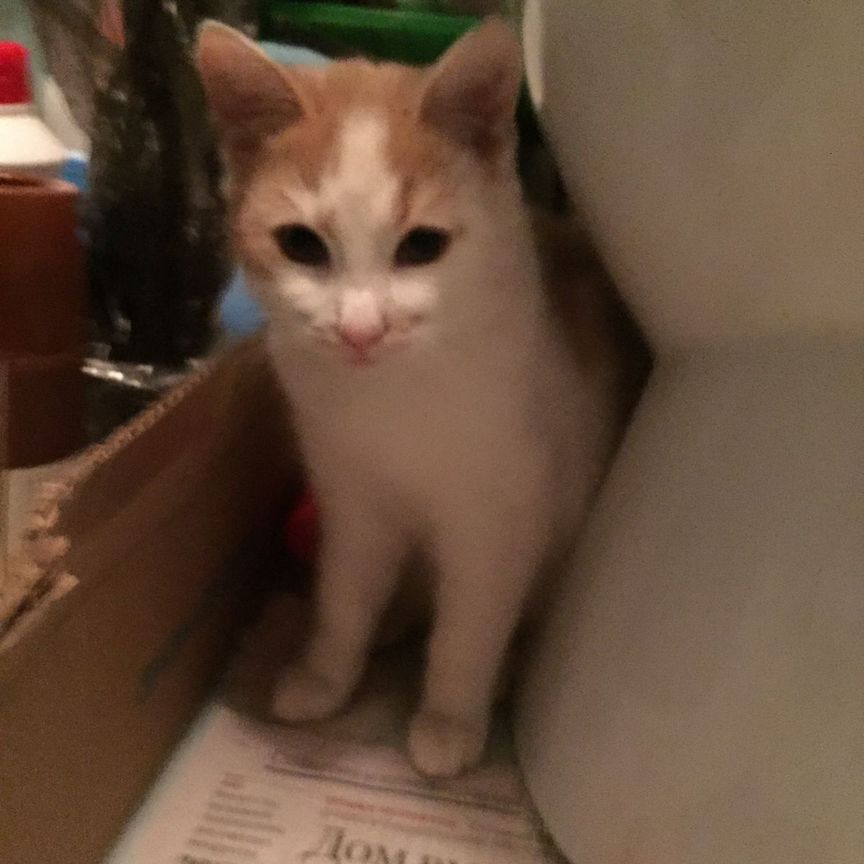 Котик подросток ищет дом