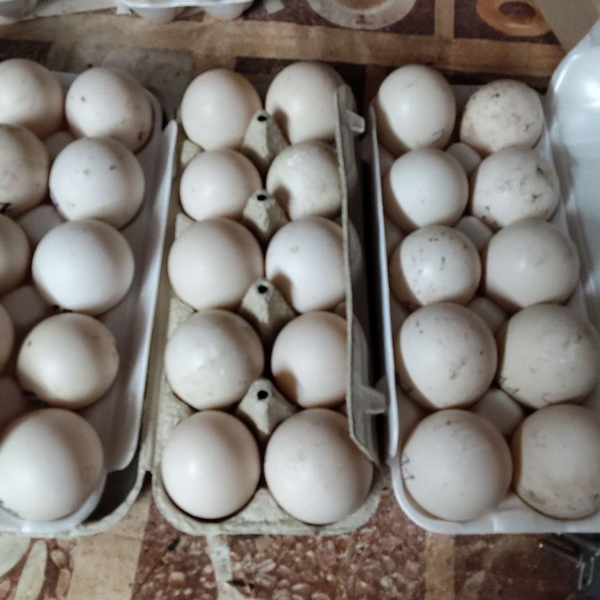 Утиные яйца