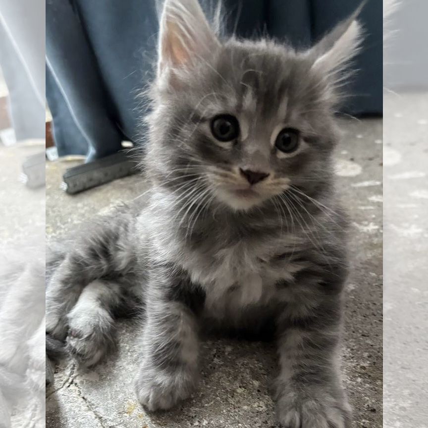 Мейн-кун котёнок