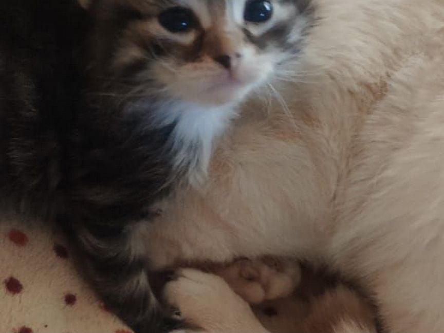 Отдам даром бесплатно в дар котята