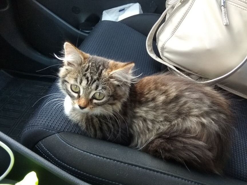 Котенок в добрые руки