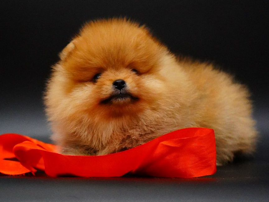 Померанское счастье