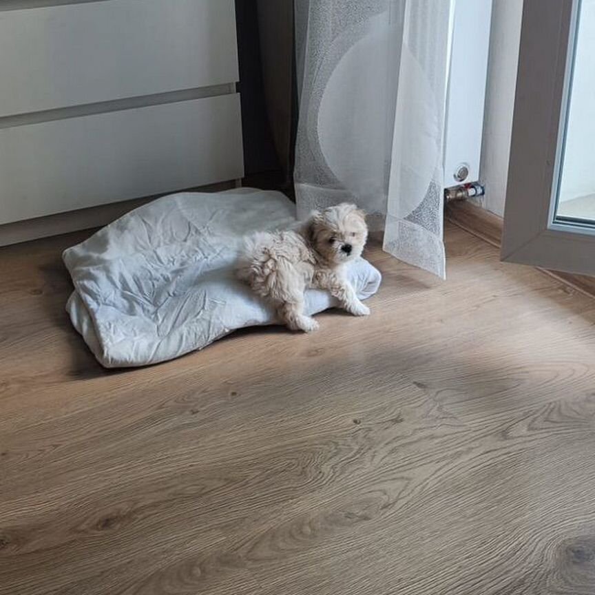 Мальтипу щенок мальчик