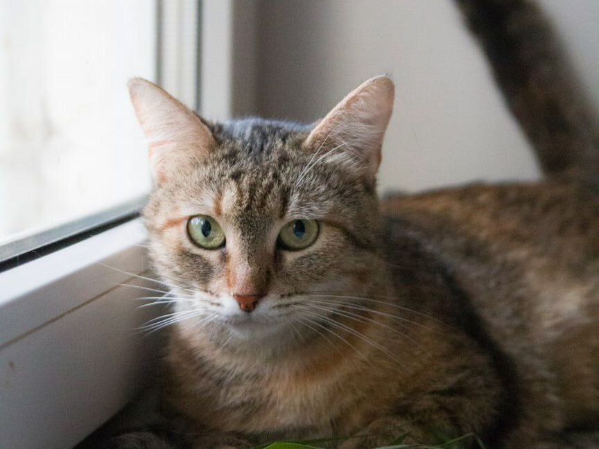 Полосатая красавица в поисках дома