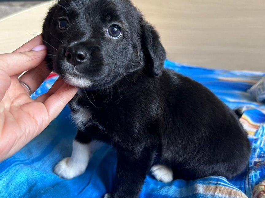 Собака в добрые руки щенок