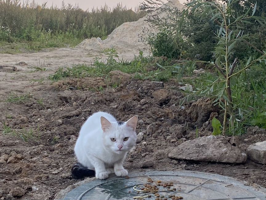 Брошенный котик