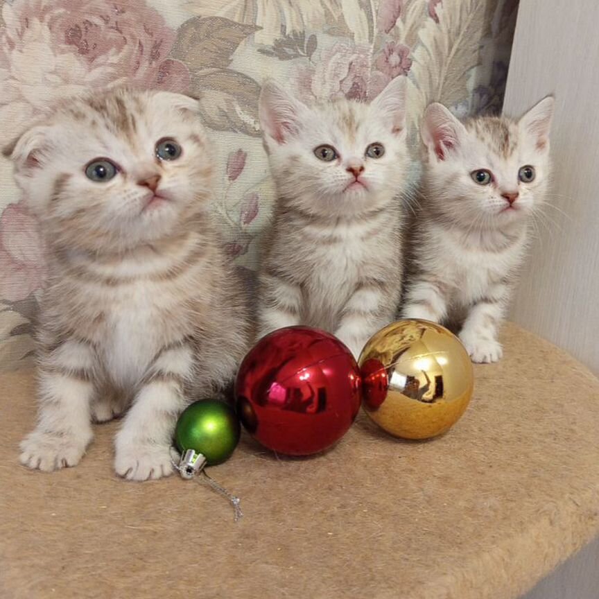 Шотландский вислоухий короткошёрстный котёнок